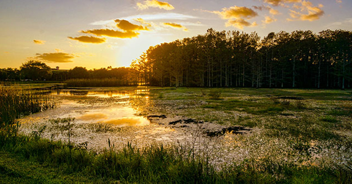 Microsoft’s Ambitious Environmental Plans