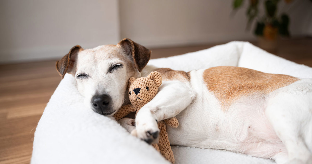 Tech for Tails: Spotlighting CES Innovation Award® Honorees That ...